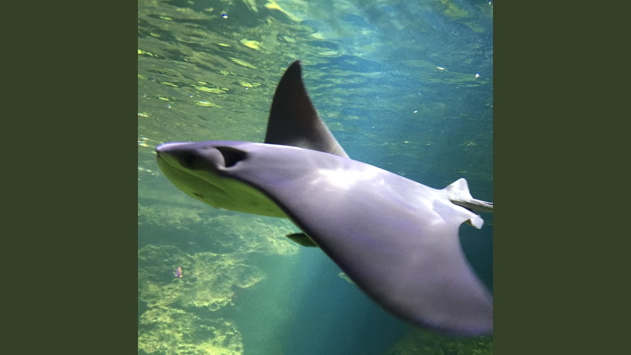 Turtle Beats - YouTube