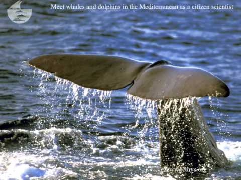 Meet whales and dolphins in the Mediterranean with Tethys' researchers ...