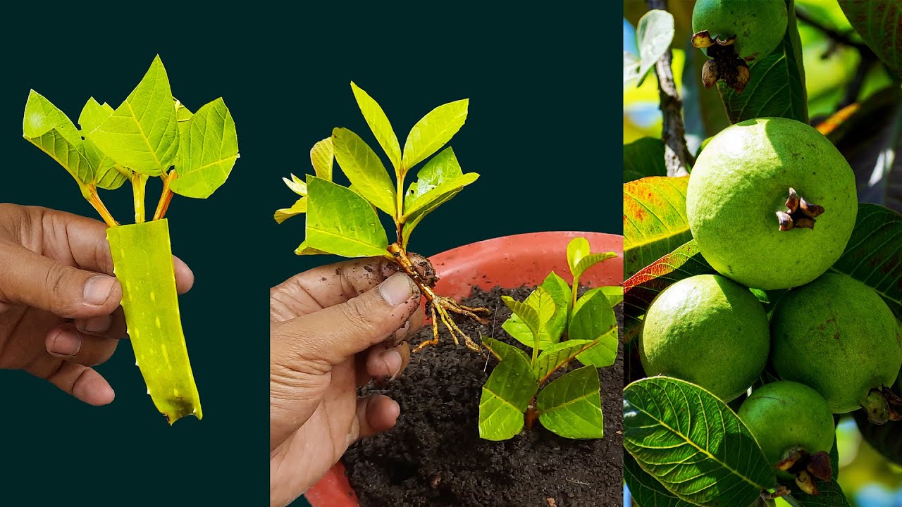 How to grow Guava tree with alovera //Simple method Grafting Guava tree ...