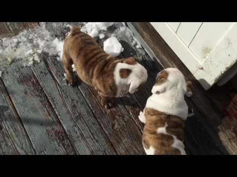 Elvis and Priscilla English Bulldog  puppy twins wrestle