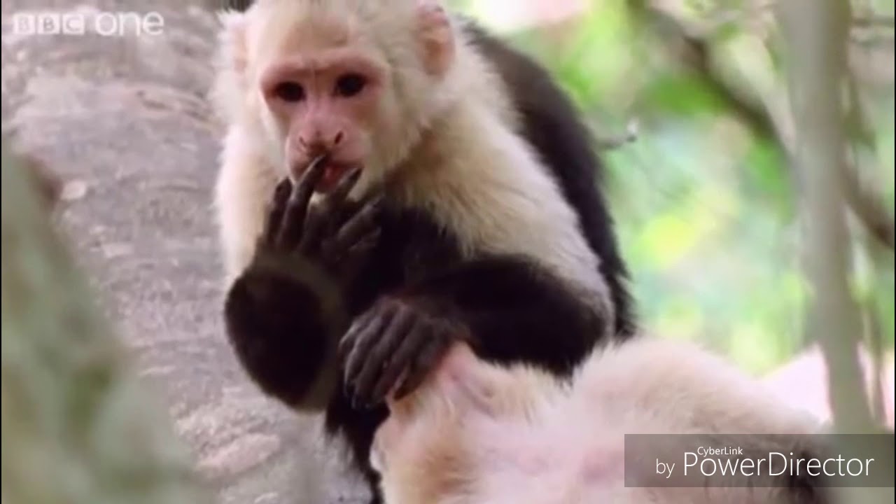 Funny Talking Animal$ # Walk On The Wild $ide # Episode Three Preview ...