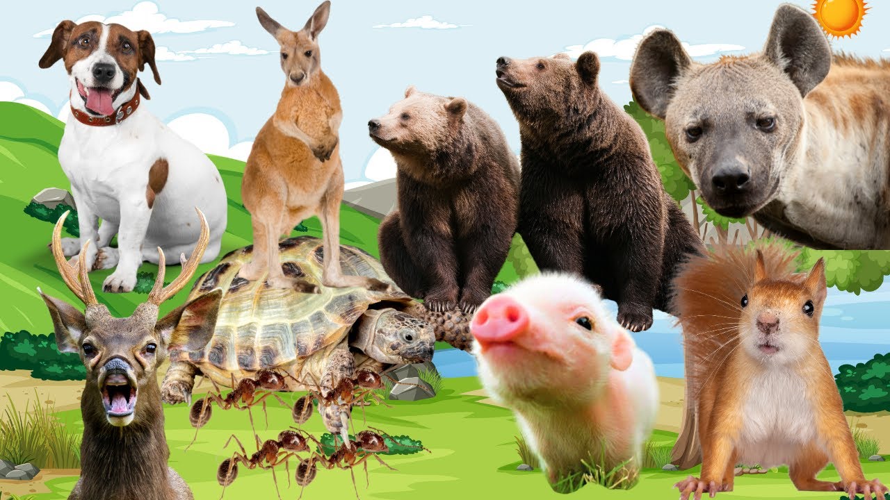 Funny animal sounds in the wild-part 23: Squirrels, deer, ducks, fish ...