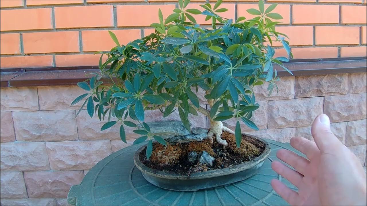 Бонсай открытая книга от А до Zють Подсветка бонсай зимой 22 часть ...