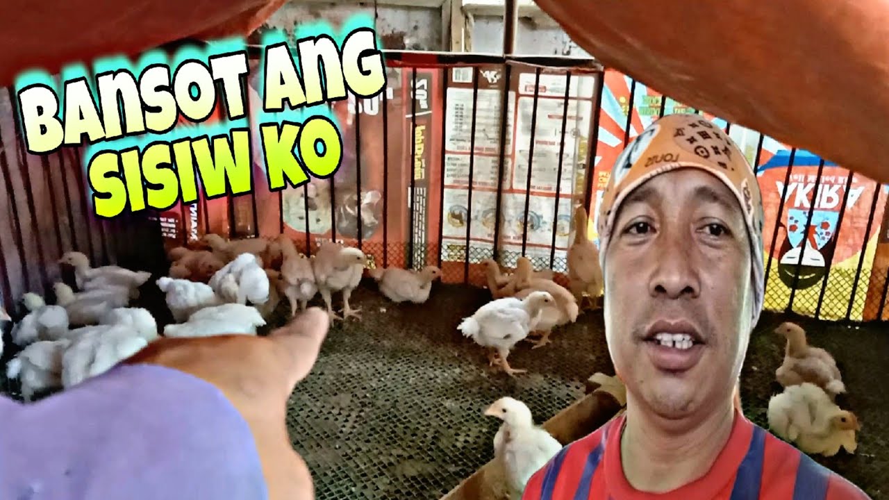 bakit bansot ang 45 days chicken ko ano ang dahilan - YouTube