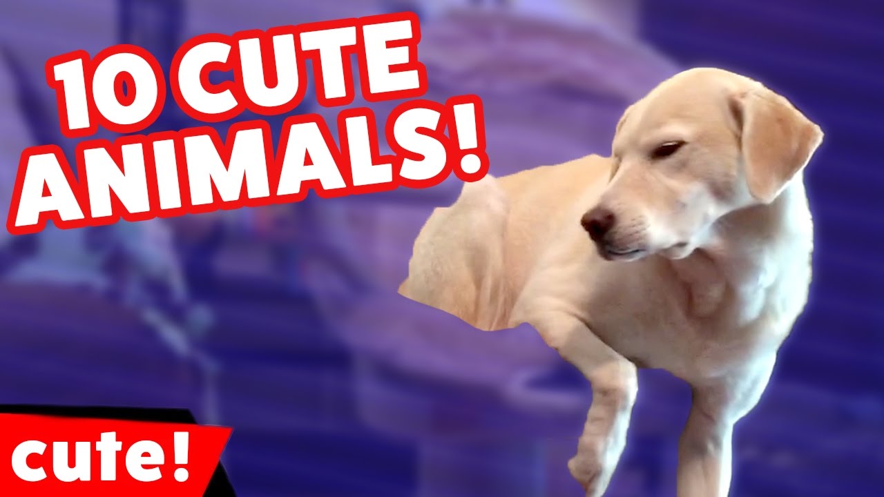 Top 10 Funniest Cute Pet & Animal Clips, Bloopers & Outtakes Weekly ...