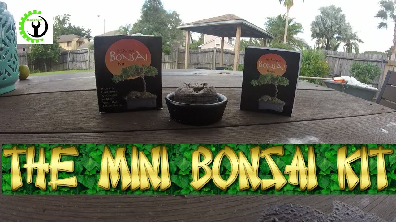 Grow your OWN Bonsai Tree! - The Mini Bonsai Kit 🌳 - YouTube