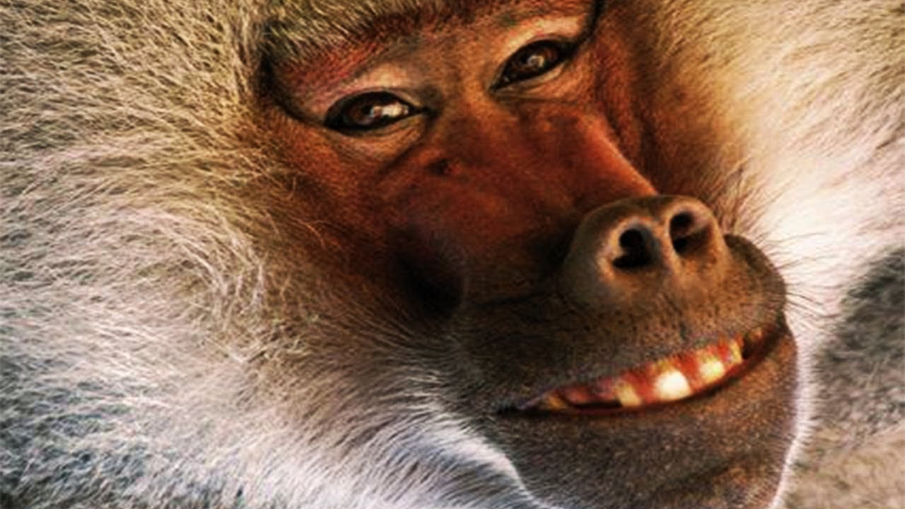 100 Vids in 100 Days - #1 - Baboon Butt - YouTube