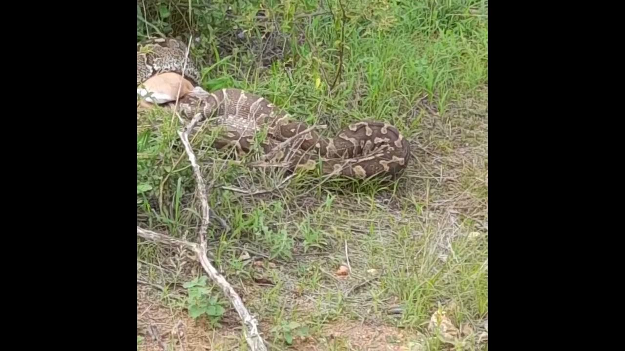 An impala swallowed by a python - YouTube