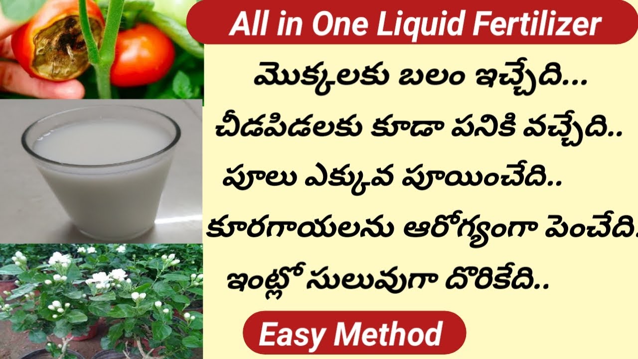 Flowers Booster/Milk in Gardening/Natural Pesticides and Fertilizer ...