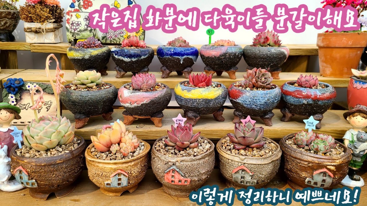 활용도 좋은 사이즈의 화분은 뭘 심어도 좋아요~ 키핑장에서 집 못 찾고 있던 다육이들 분갈이 해주었습니다~ 작은집 화분에 다육이
