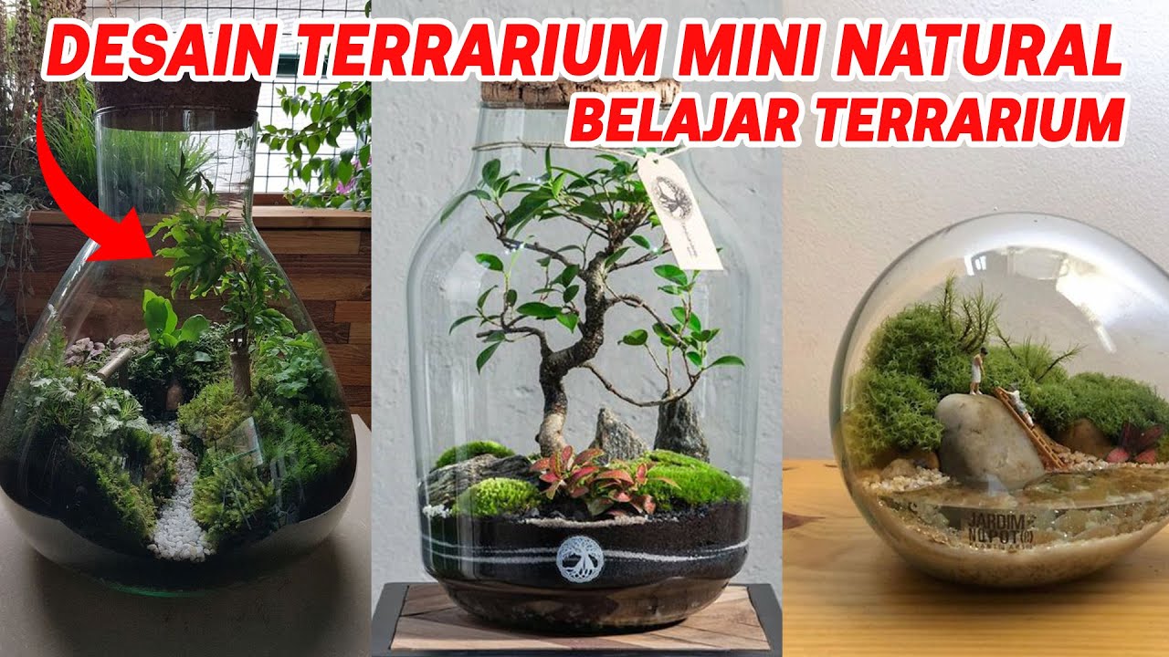 INSPIRASI DESAIN TERRARIUM MINI NATURAL - BELAJAR TERRARIUM (TERRARIUM ...