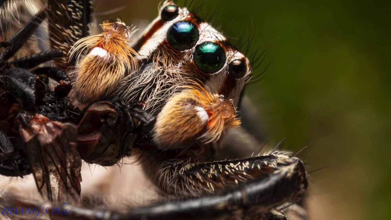 July 2, 2020 Plexippus Paykulli Jumping Spider - YouTube
