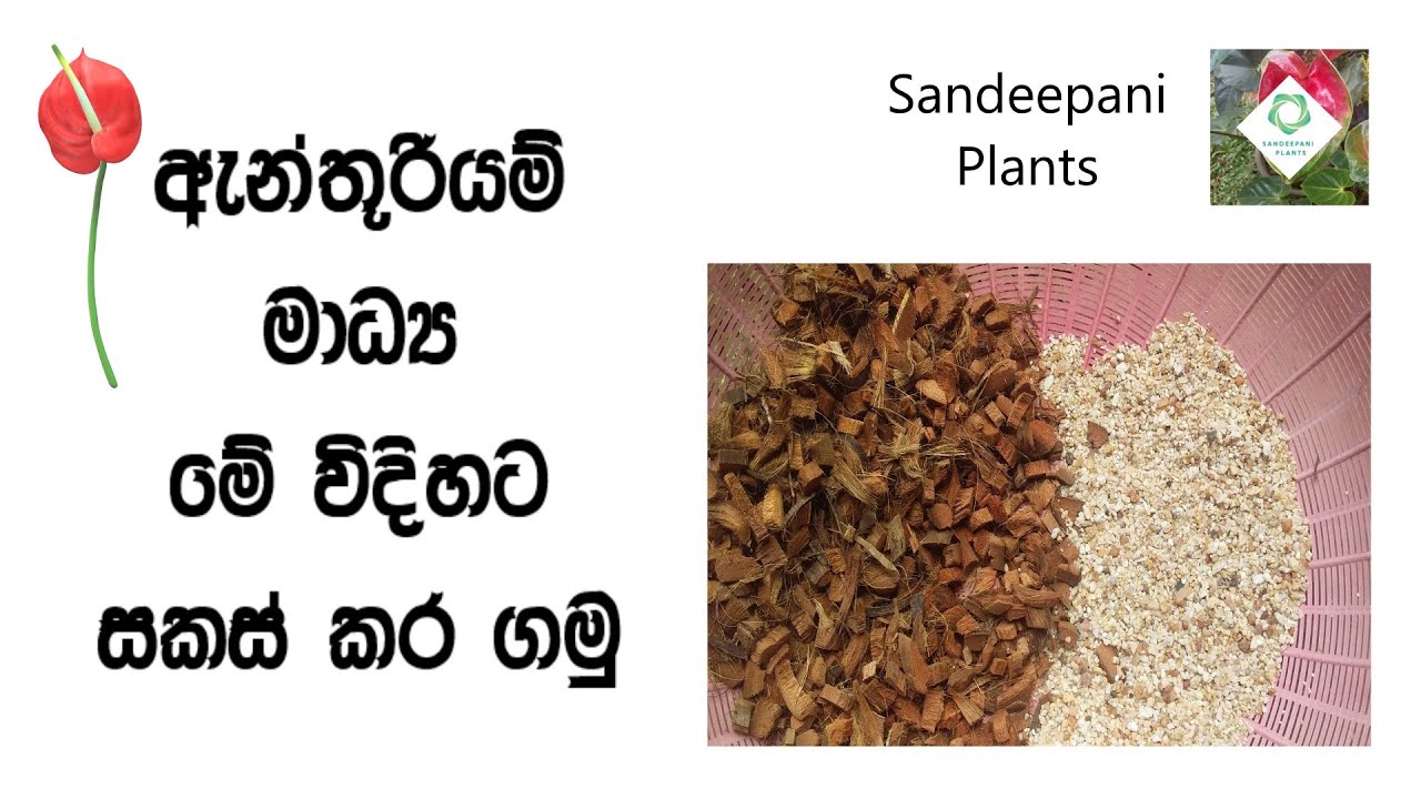 ඇන්තූරියම් මාධ්ය සකස් කර ගන්නා විදිහ How To Make And Set Media Of