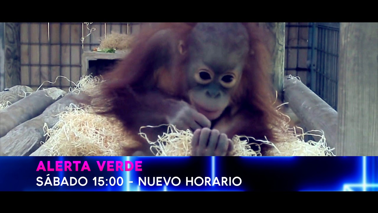Alerta Verde - Programa 14/09/2019 (adelanto) - YouTube