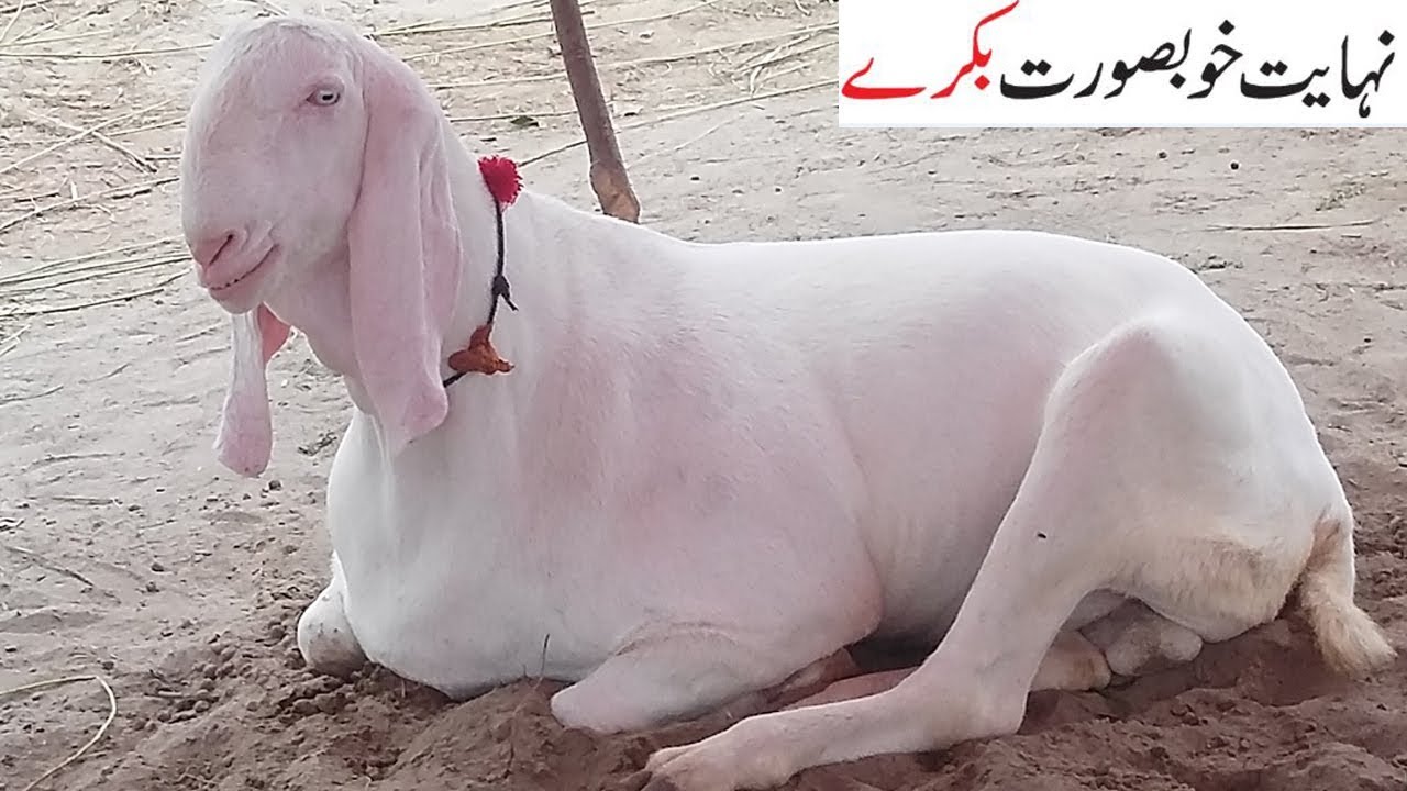 Bakray - Top Quaility Bakray Lahore Bakra Mandi 2018 - YouTube