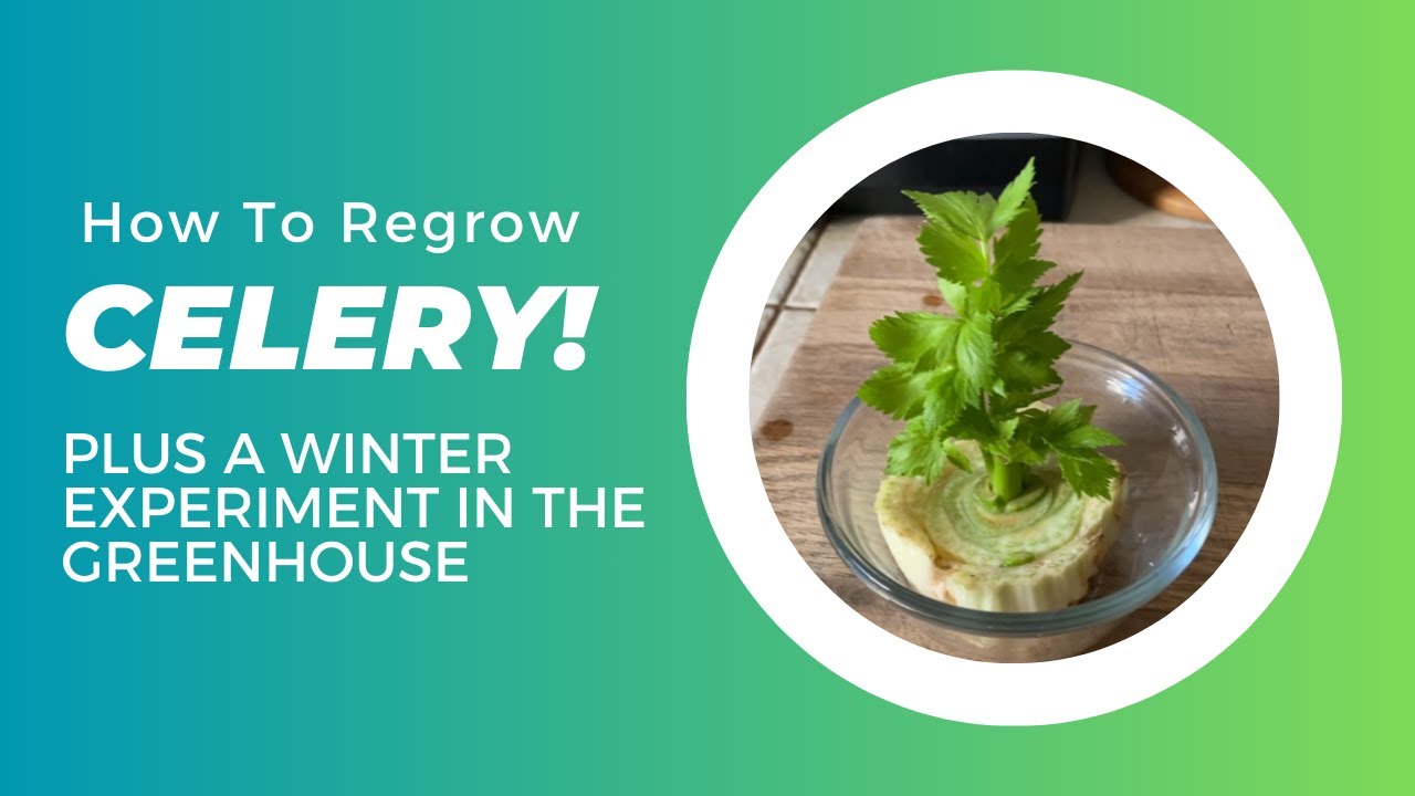 How To Regrow Your Celery! Plus A Winter Experiment - YouTube