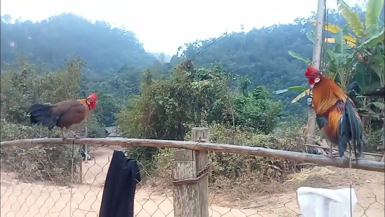 qaib zoo nraug tshaj plawg - YouTube