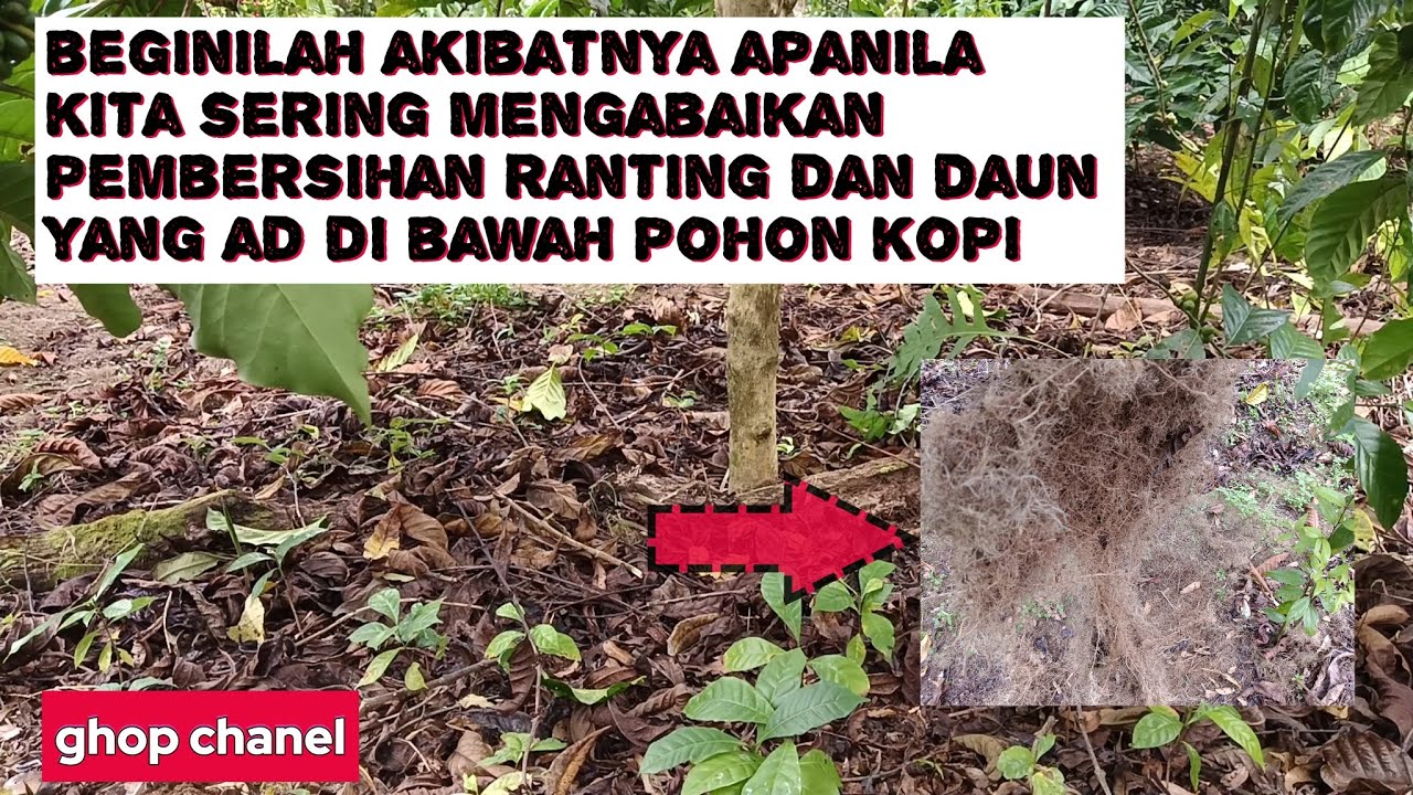 Cara membersihkan ranting dan daun kering yang ad di bawah pohon kopi# ...