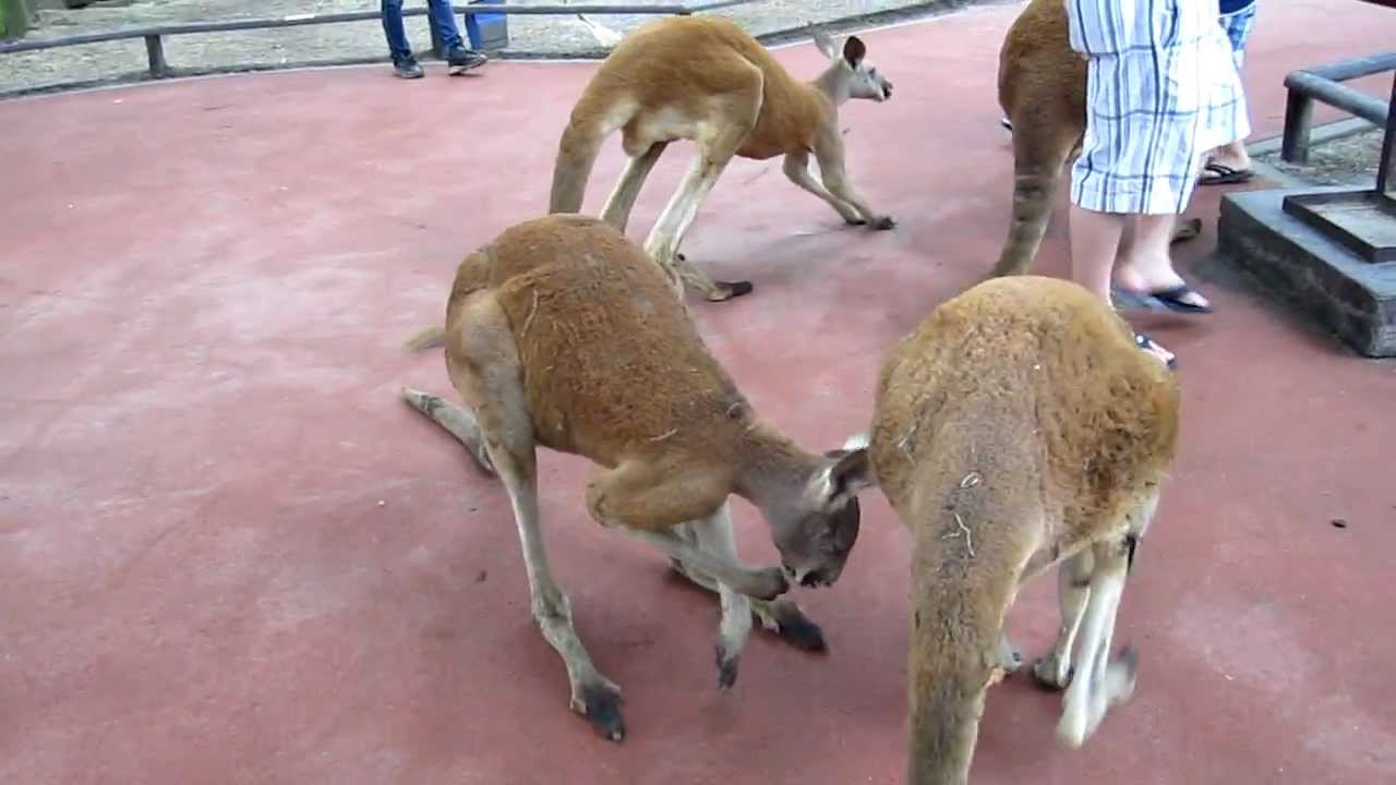 Playing with Kangaroos @ African Safari, Beppu, Japan - YouTube