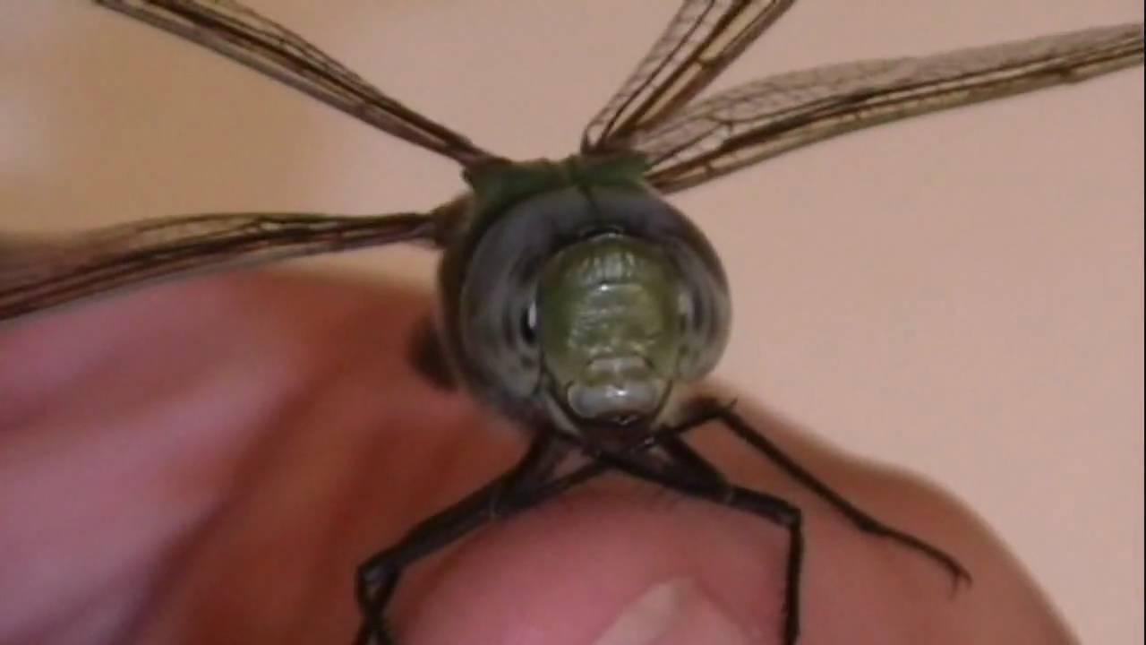 Extreme Dragonfly Closeup - YouTube