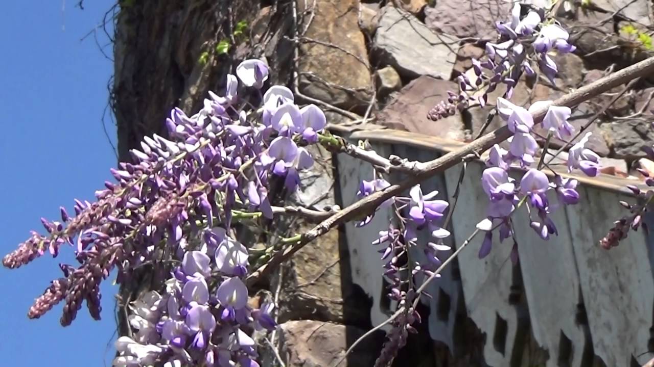 Você sabia ? # 132 - A Glicínia ou Wisteria - YouTube