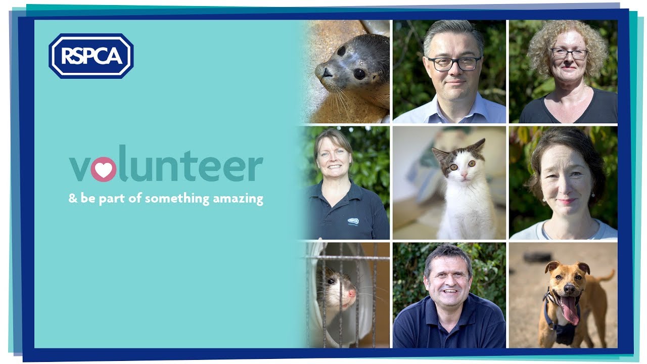 RSPCA Volunteer - YouTube