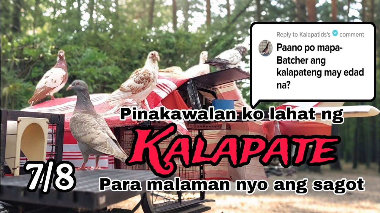 Paano magpa Batcher ng Matandang Kalapate? How to train your old pigeon ...