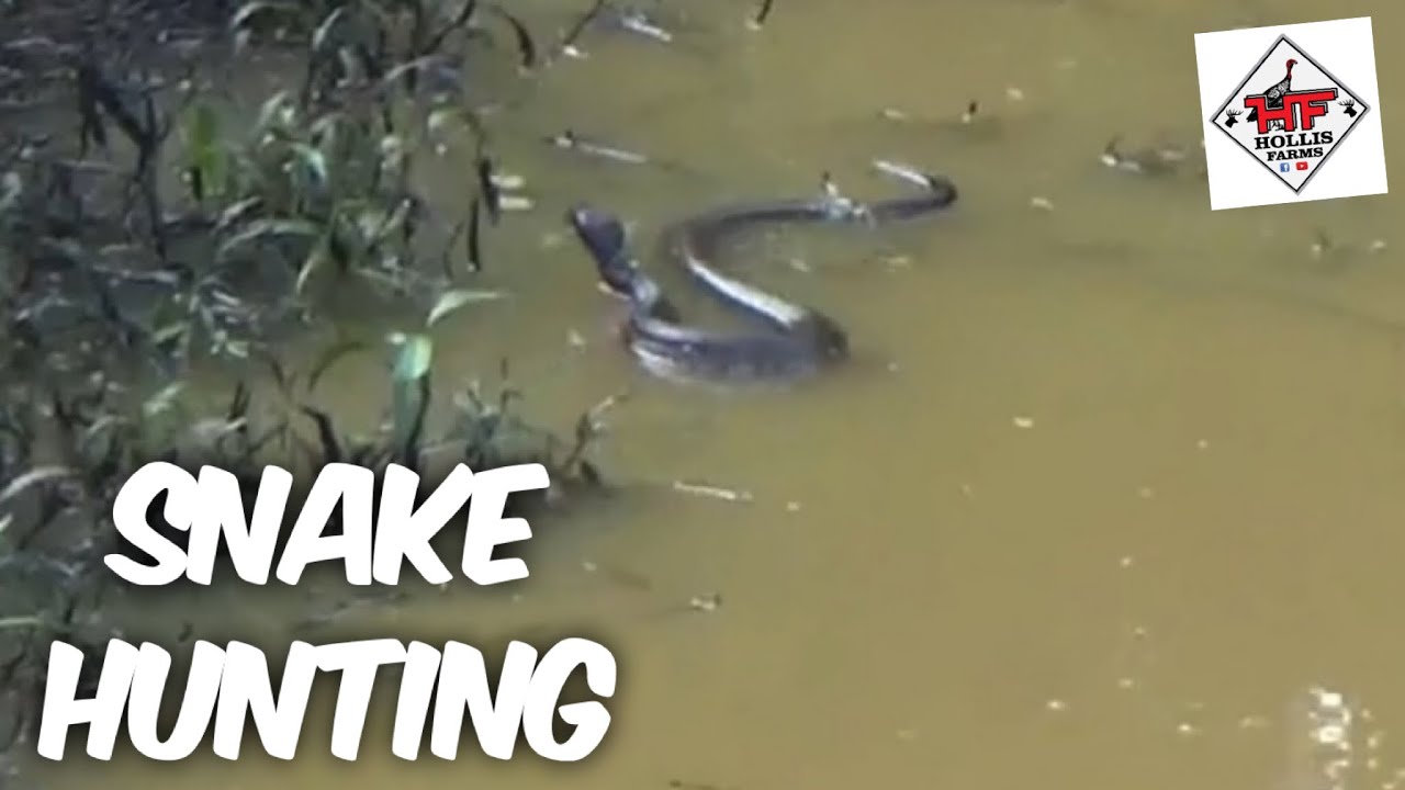 SNAKE HUNTING 🐍🐍🐍 On A Beaver Dam🦫🦫🦫 - YouTube