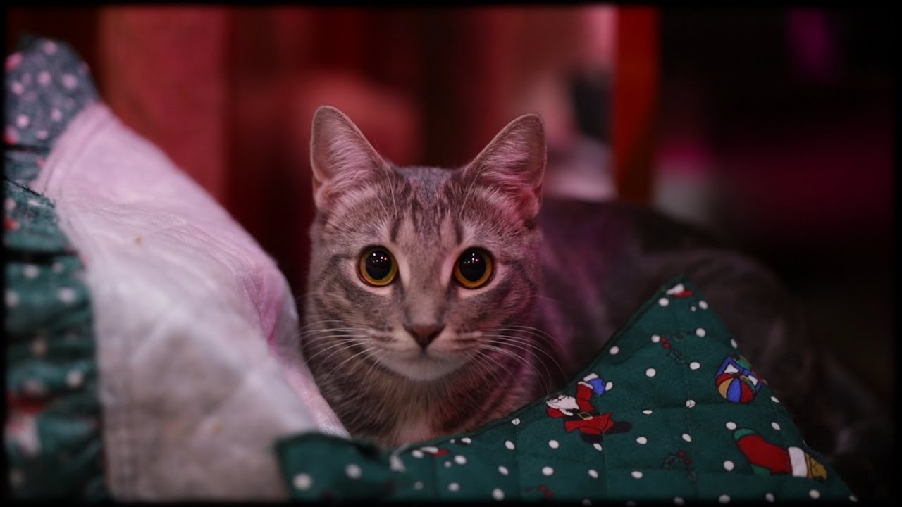 Canon 5DsR Video Sample Footage | Zeiss Otus 55mm f/1.4 lens - YouTube