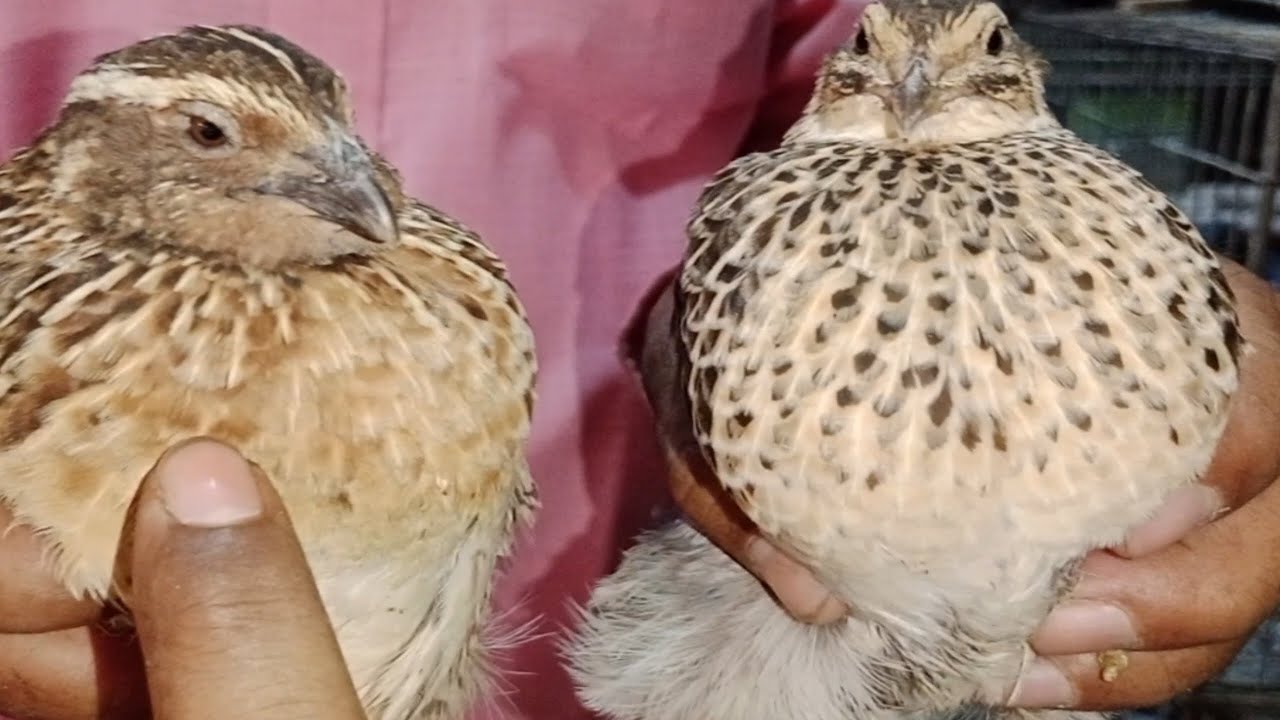 (77)কোয়েল পাখি নর না মাদি চেনার উপায়।differences between Male quail ...