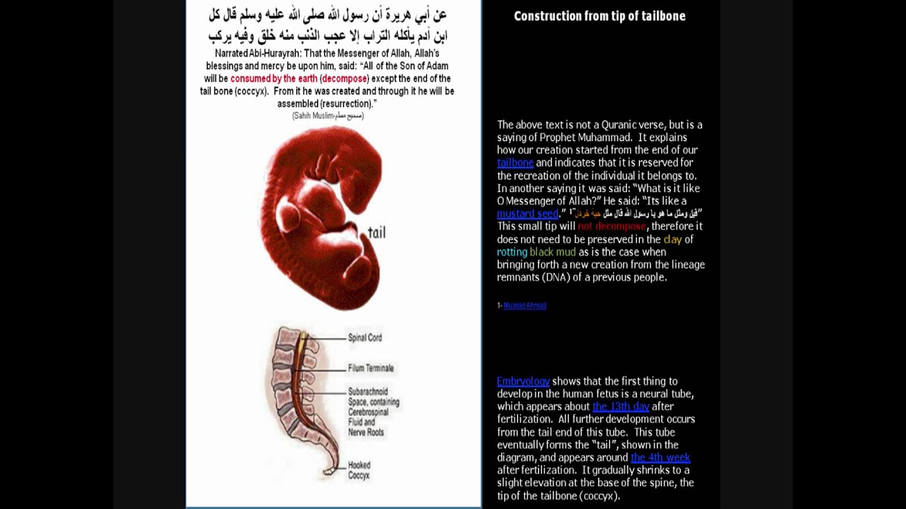 Human Evolution Part 4 - YouTube