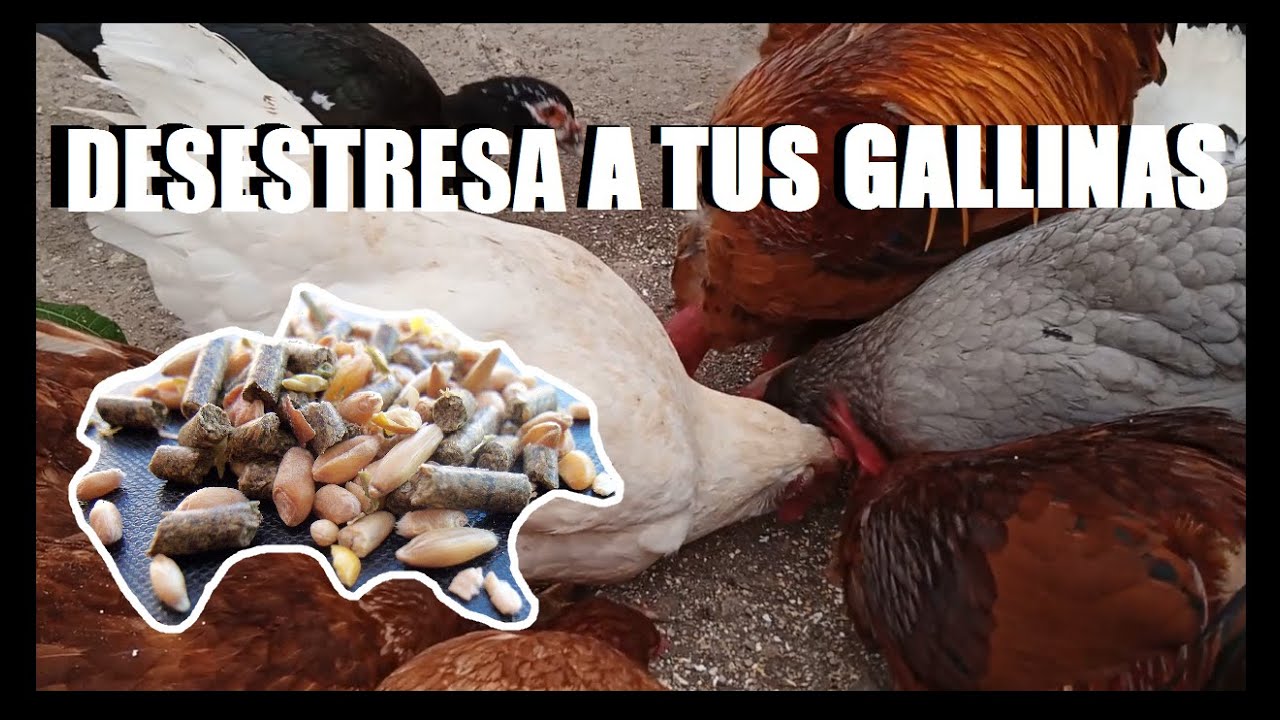 -COMO DESESTRESAR A TUS GALLINAS- ENTRETENIMIENTO PARA NUESTRAS AVES ...