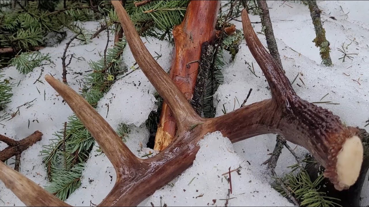 Fresh Antlers Found In The Snow..Shed Hunting BC - YouTube