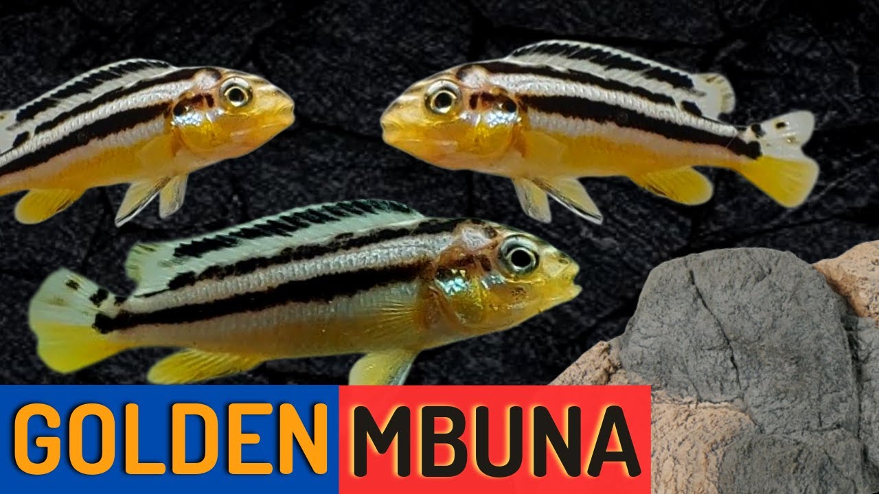 Golden Mbuna Cichlid Care Guide – Vibrant African Cichlid - YouTube