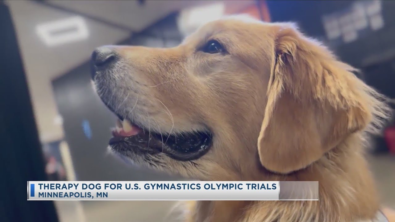 Beacon Therapy Dog Team USA - YouTube