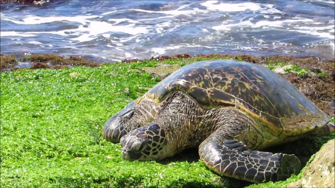Green Sea Turtles (Honu) on Oahu - YouTube