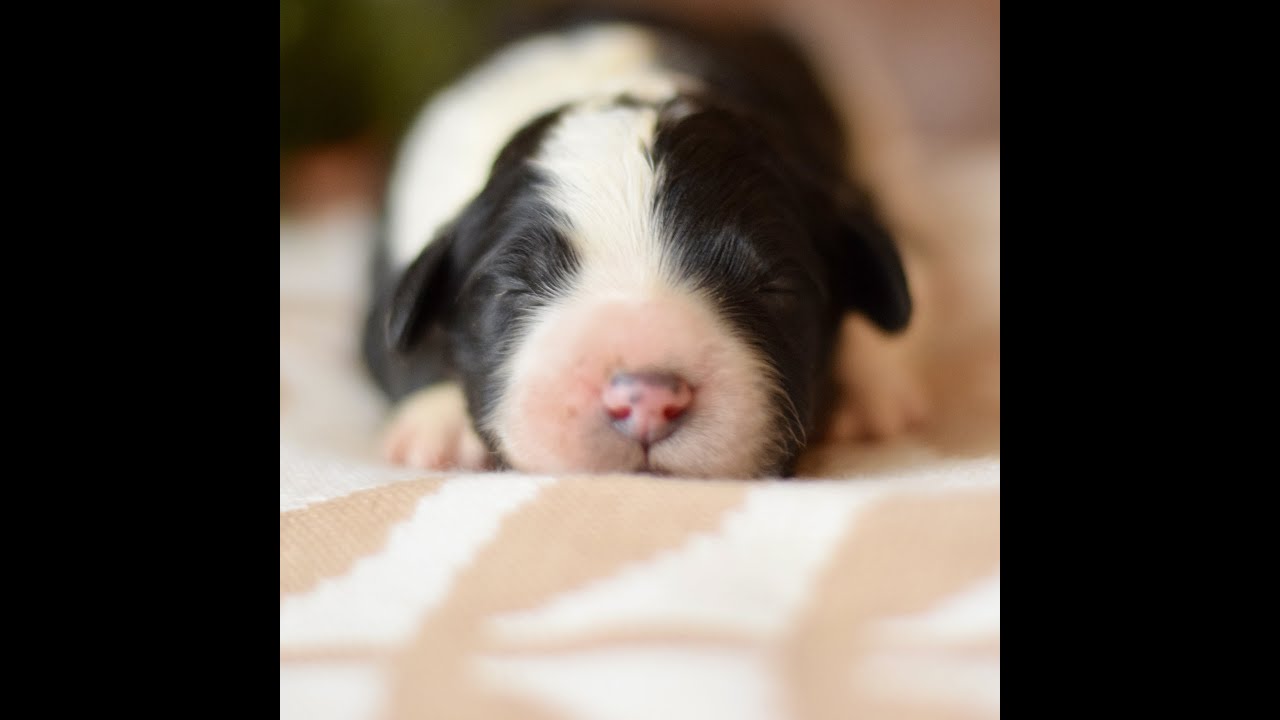 Meet Emett from www.sheepadoodlepup.com Newborn Sheepadoodle Puppy ...
