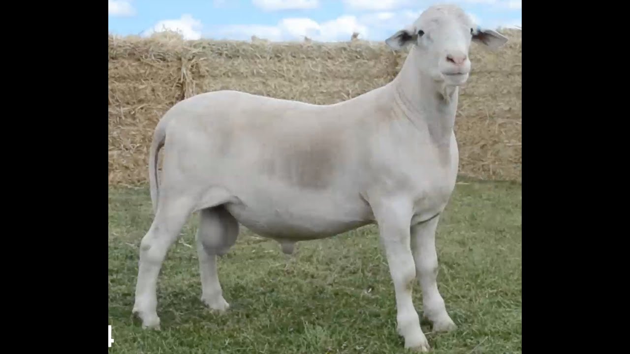 Lot 1 230414 - Special Stud Sire - YouTube