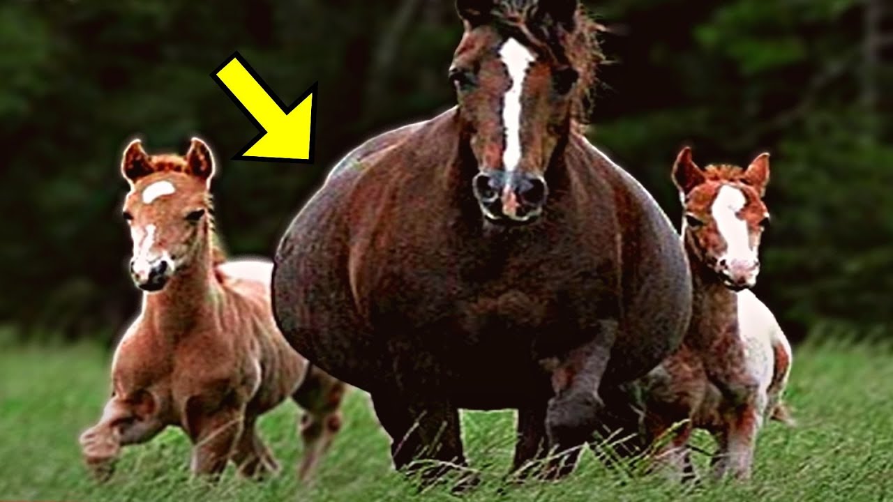 Horse Gives Birth To Twins, But Then Something Unbelievable Happened! - YouTube