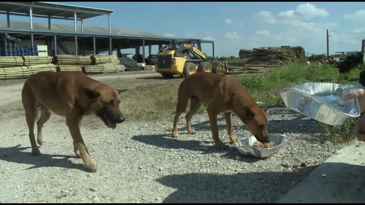 Everglades Angels Dog Rescue - YouTube