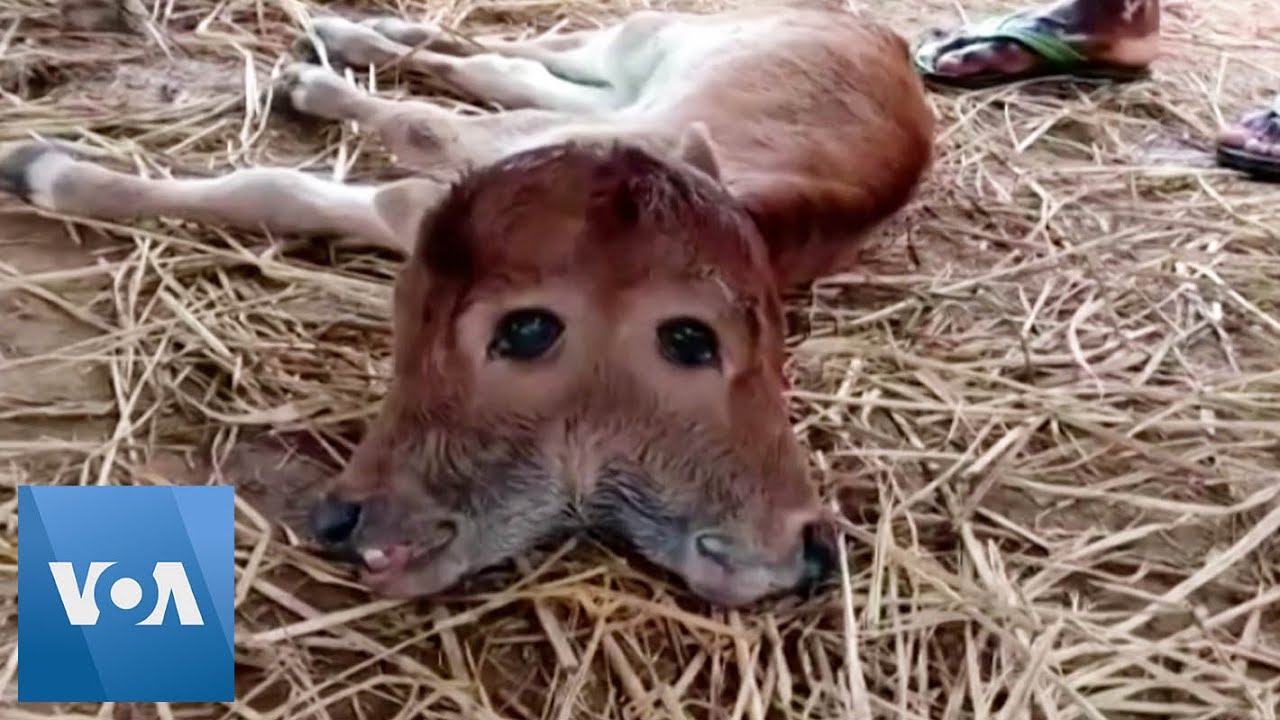 Two Headed Cow