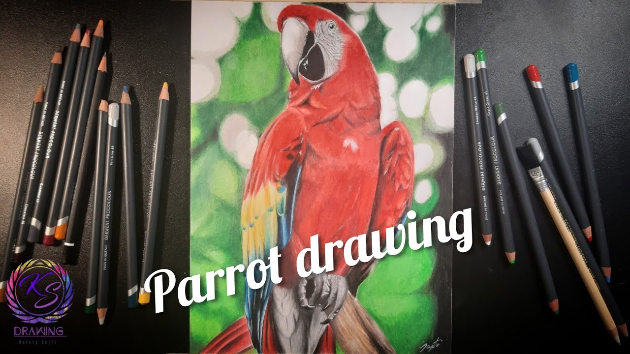 Papagáj rajz| Parrot drawing| color pencil drawing| derwent procolour ...