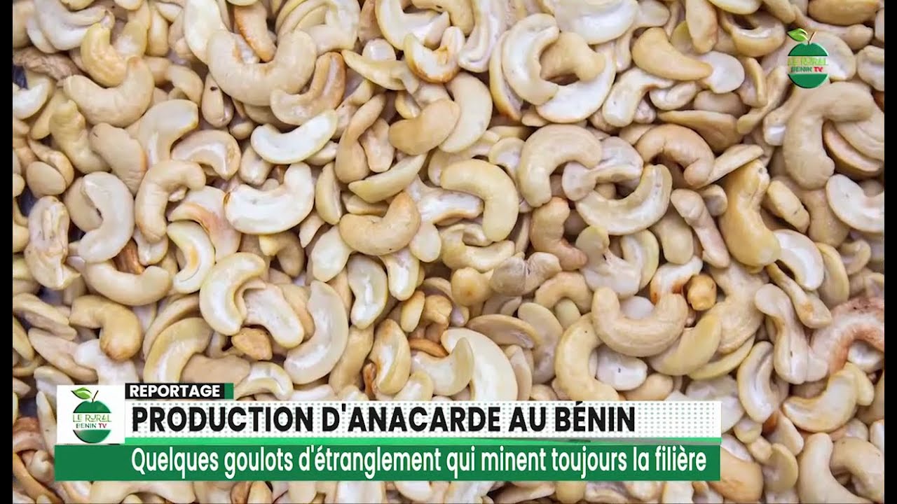 PRODUCTION D'ANACARDE AU BÉNIN - LES DEFIS - YouTube
