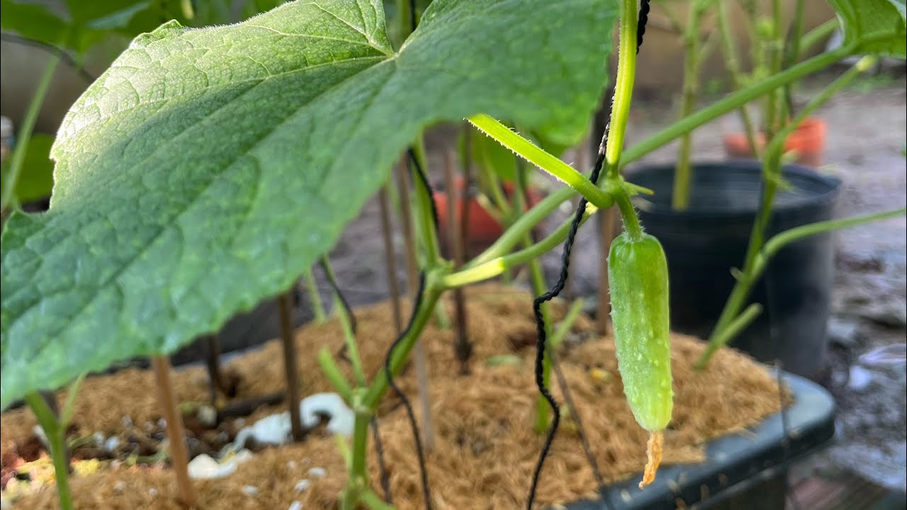 Add cane to support cucumbers #agriculture #farming #vegetable # ...