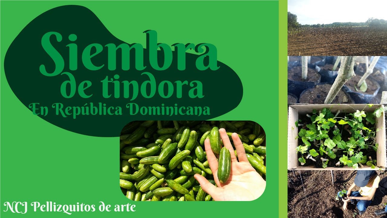 Proceso de siembra de tindora🥒 en República Dominicana 🇩🇴 ...