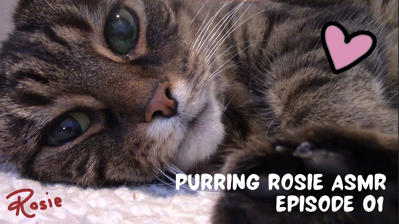 Cat Purring ASMR Video! Background noise of a kitty purr! Relaxing ...