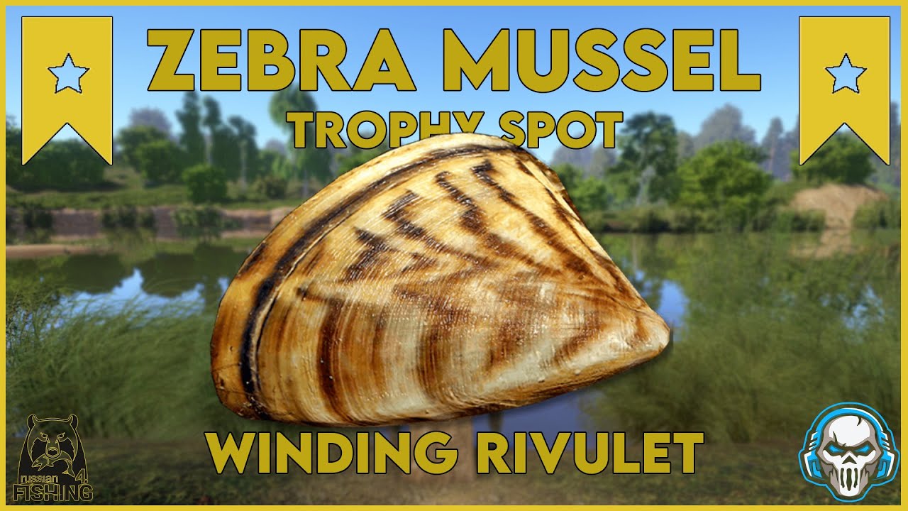ZEBRA MUSSLE TROPHY SPOT! WINDING RIVULET - Russian Fishing 4 #rf4 ...
