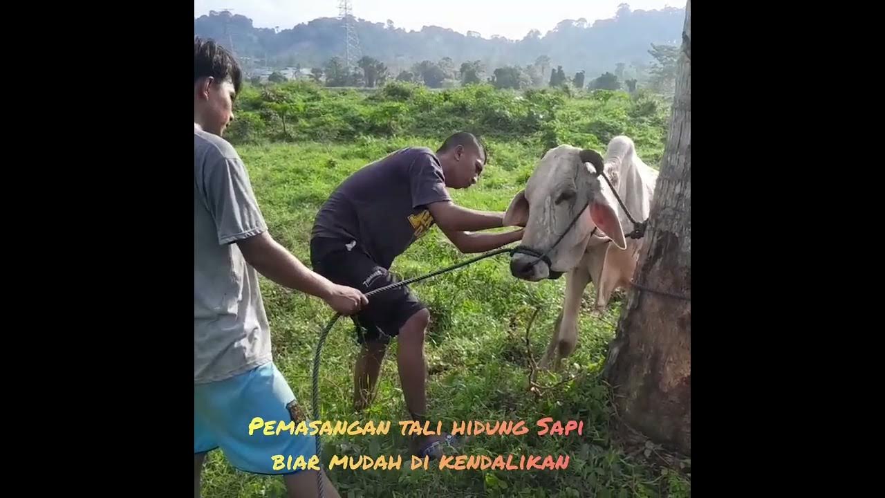 Pemasangan tali hidung sapi biar mudah di kendalikan 😊 - YouTube