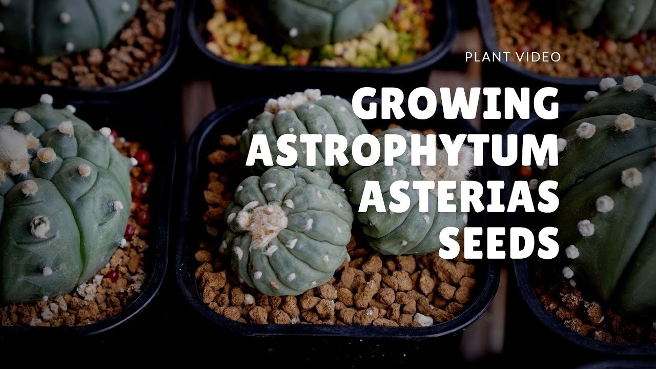 Easy way to grow astrophytum asterias (star cactus) seeds - YouTube