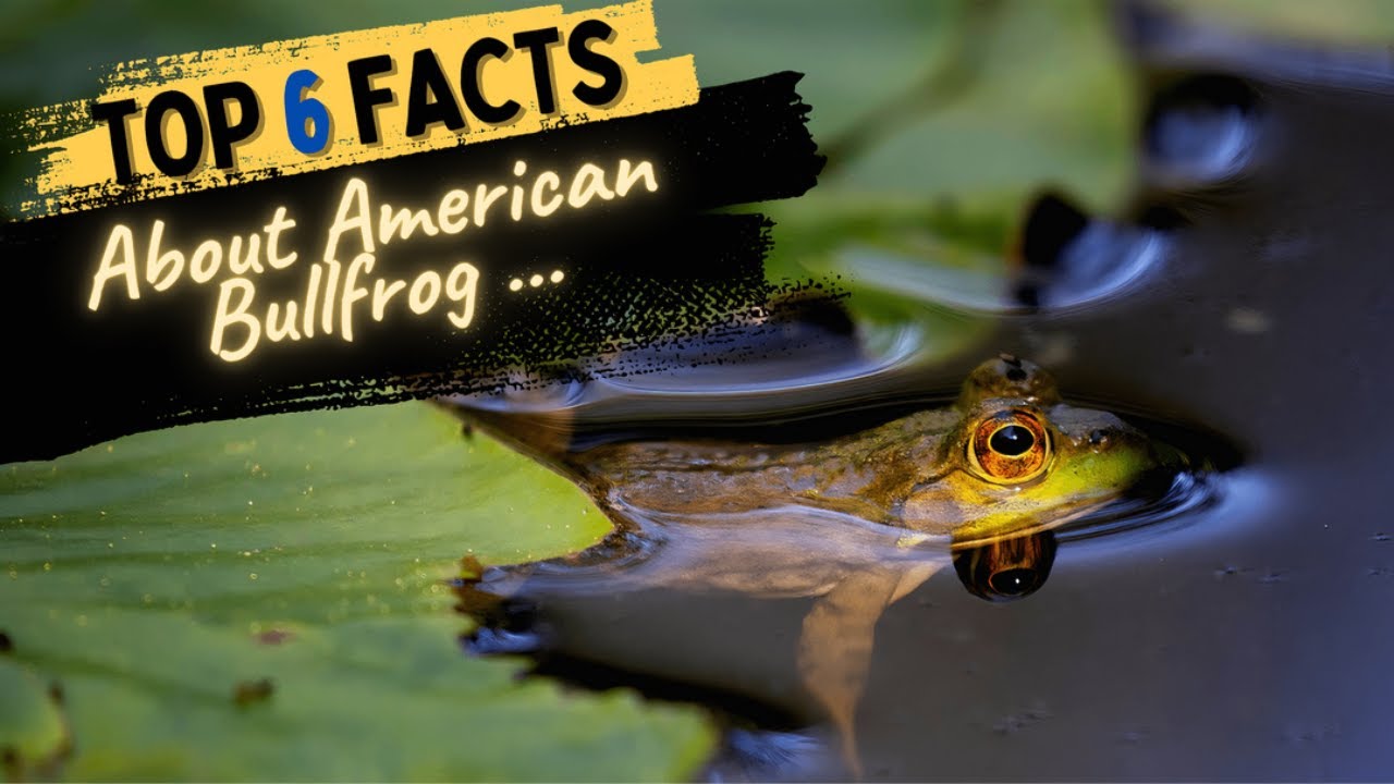 Facts About the American Bullfrog. - YouTube